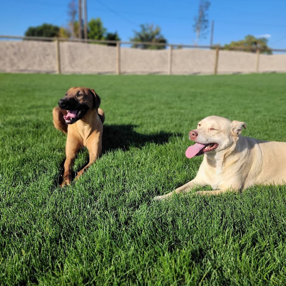 How it works? | K-9 Country Club