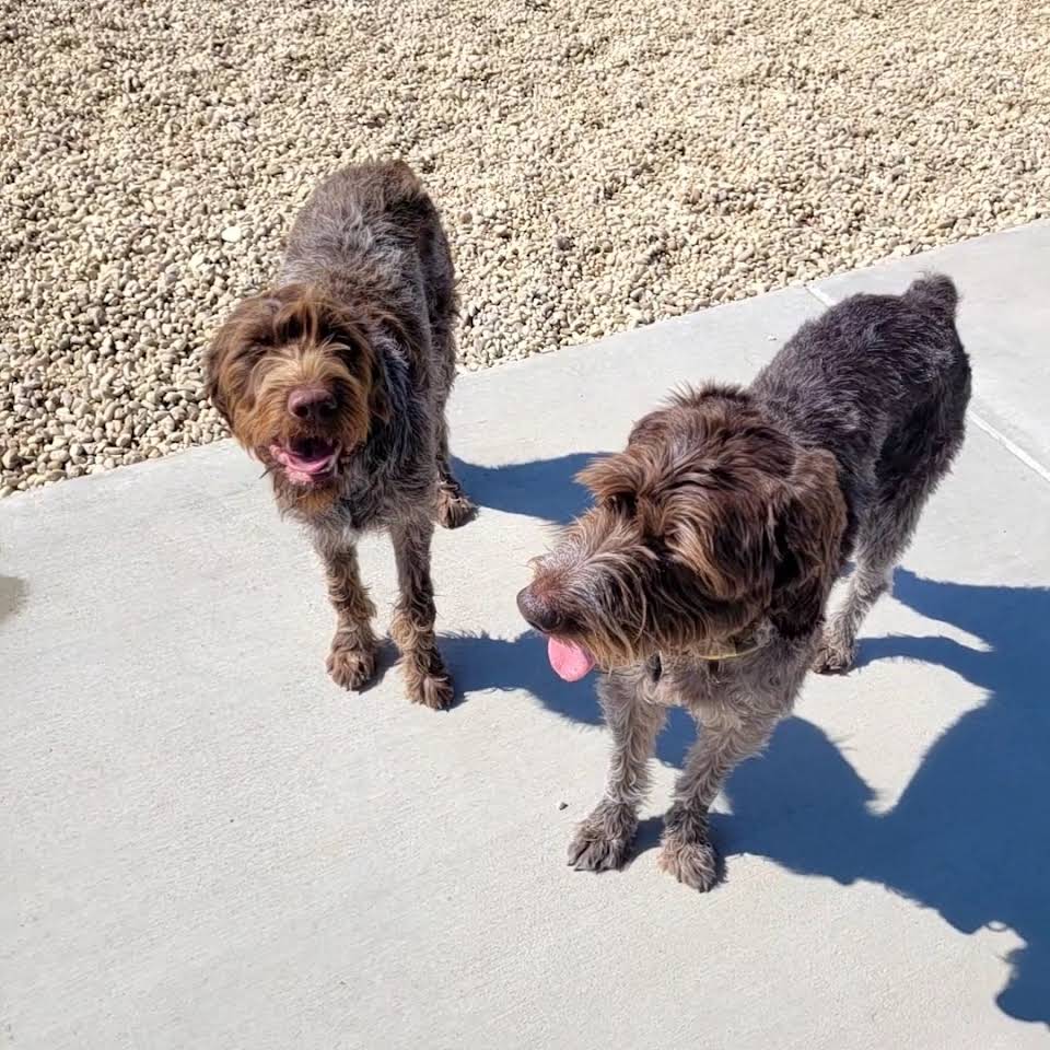 K-9 Country Club | Dog Boarding and Daycare