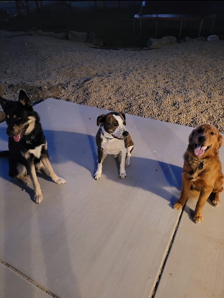 Services | K-9 Country Club